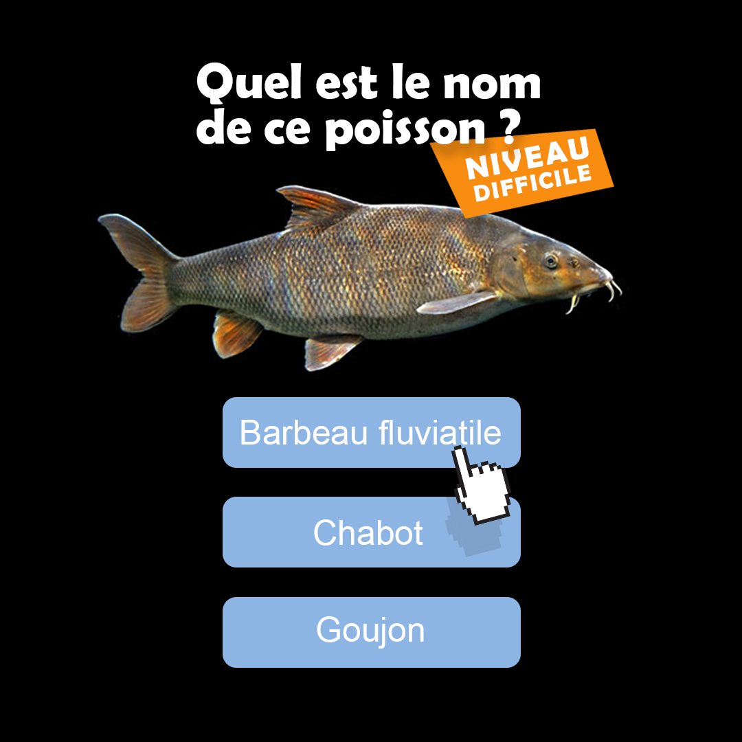 Jeu Quiz les poissons d'eau douce